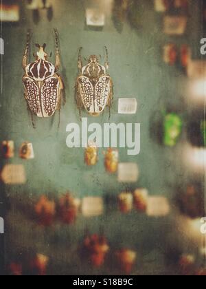 Pinned down beetles Stock Photo - Alamy