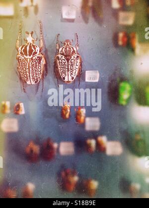 Pinned down beetles Stock Photo - Alamy