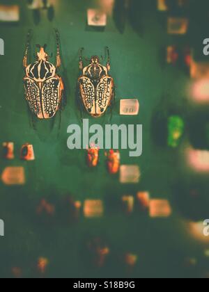 Pinned down beetles Stock Photo - Alamy