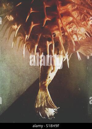 Fish spikes and tail Stock Photo - Alamy