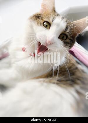 ...angry cat.., very angry..!! Stock Photo - Alamy