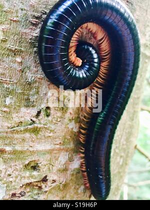 Shongolo question mark on tree Stock Photo - Alamy