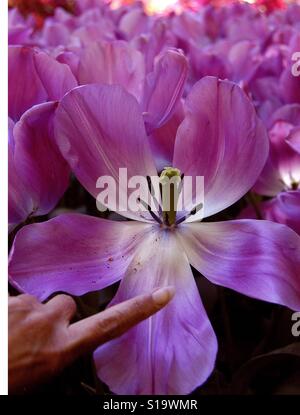 Pink tulips fully open Stock Photo - Alamy