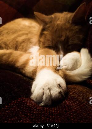Pet cat sleeping with outstretched paw Stock Photo - Alamy