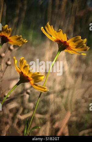 Yellow coreopsis wildflowers blooming in the Carrizo Plains National ...