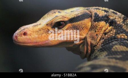 Philippine Water Monitor Portrait Stock Photo - Alamy