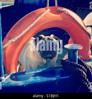 Cute pug dog on orange background. Dental concept Stock Photo - Alamy
