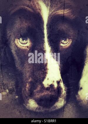 springer spaniel looking up at the camera Stock Photo - Alamy