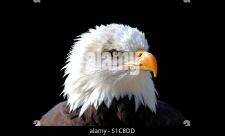 Grumpy Bird of Prey Stock Photo - Alamy