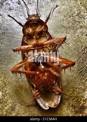 Dying cockroach on its back Stock Photo - Alamy