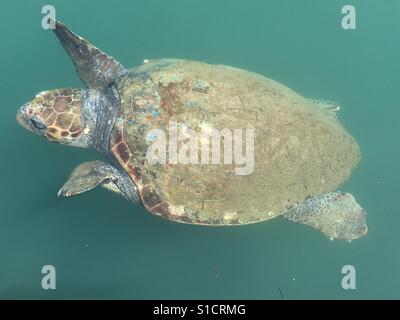 Sea turtle swimming in murky dark ocean water Stock Photo - Alamy