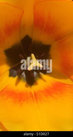 Yellow tulip flower stamens close up family liliaceae modern background ...