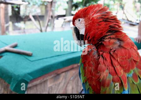 Parrots, also known as psittacines, are birds of the roughly 393 ...