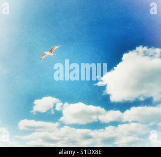 A seagull flying alone with blue sky Stock Photo - Alamy