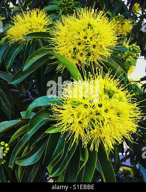 Yellow flowers of Golden Penda Xanthostemon chrysanthus a rainforest ...