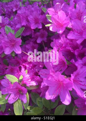Royal Azalea Blooming Outdoors Stock Photo - Alamy