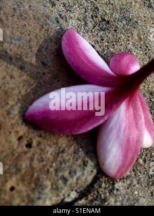 Flower upside down Stock Photo - Alamy