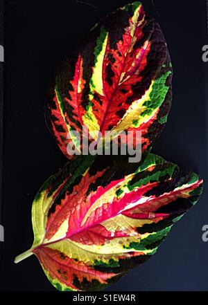 Rainbow coleus plant with red leaves, trimmed with light green Stock ...