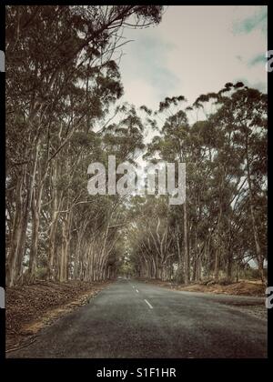 Tree lined lane, Boland, South Africa Stock Photo - Alamy