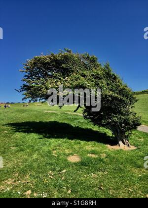 Crooked tree by wind in landscape Stock Photo - Alamy