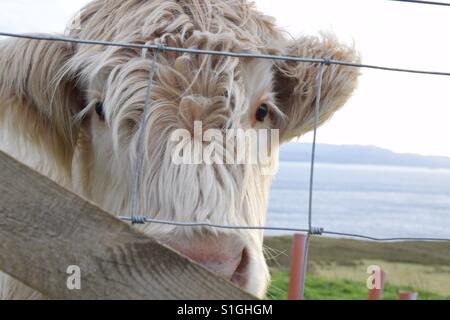 Highland Moo Coo Stock Photo - Alamy