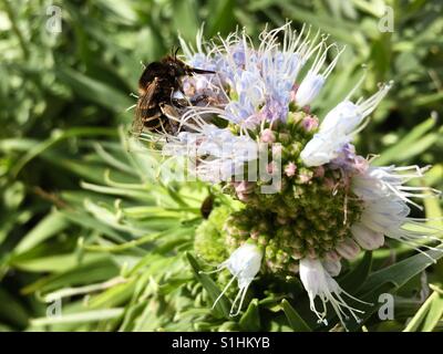 Banded bee collecting pollen from Echium flower, Porto Santo Island off ...
