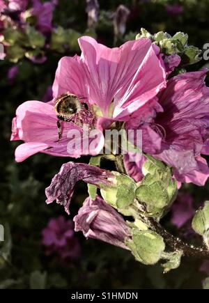 bee harvesting food from flower with copy space Stock Photo - Alamy
