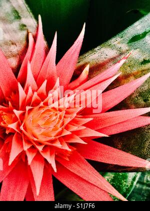 Close-up of Silver Vase Plant (Aechmea fasciata) bromeliad flower Stock ...