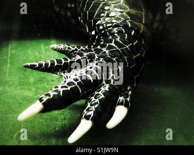 Alligator Claw Stock Photo: 88771008 - Alamy