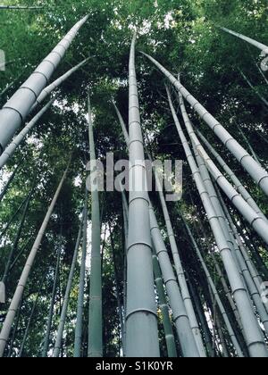 Mysterious bamboo forest Stock Photo - Alamy