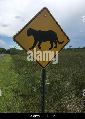 Florida Panther Florida USA Stock Photo - Alamy