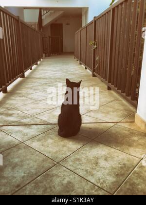 Domesticated Cat Sitting Looking Back With Long Tail Line Drawing Stock ...