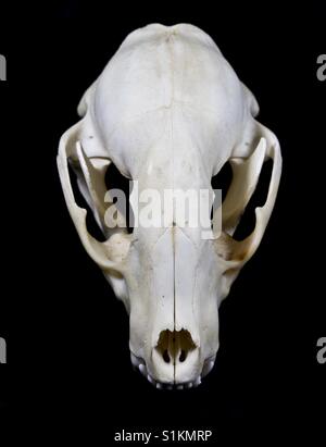 Skull of a fox on black background Stock Photo - Alamy