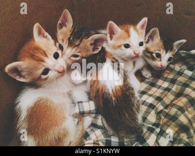 Cats and its newly born kitten Stock Photo - Alamy