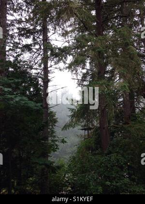 Morning fog among Evergreen trees. Nature at its best. Washington State ...