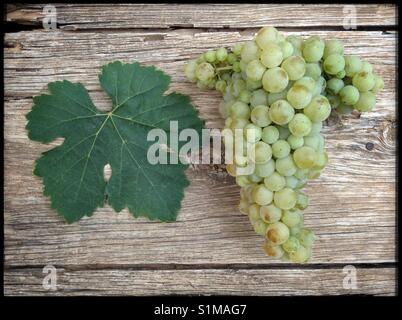 Macabeo grapes at harvest (with leaf sample), Catalonia, Spain Stock ...