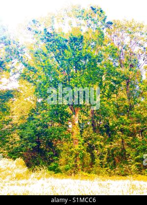 colorful tall tree in the woods with blue sky behind Stock Photo - Alamy
