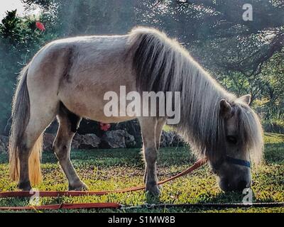 Falabella miniature horse Stock Photo - Alamy
