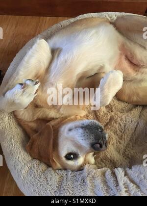 Posing Gold labrador puppy Stock Photo - Alamy