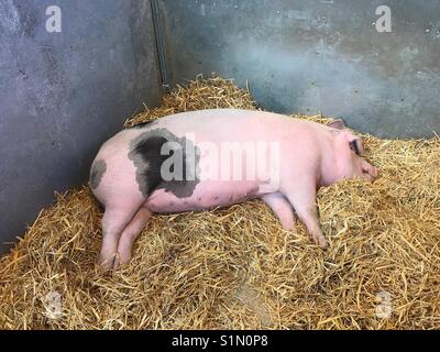 Gloucestershire Old Spots pig, in Bramshaw Wood, New Forest. Common ...