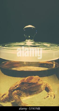 Preserved toad floating in a glass jar Stock Photo - Alamy