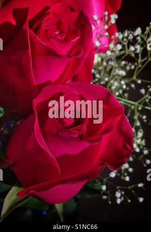 Rose in the light with velvet Stock Photo - Alamy