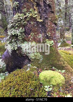 New Zealand native moss Stock Photo - Alamy