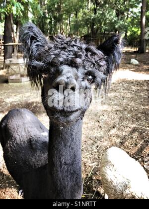 Domestic Alpaca At The Petting Zoo Stock Photo - Alamy