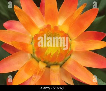 Sundaze Blaze Strawflower Stock Photo - Alamy