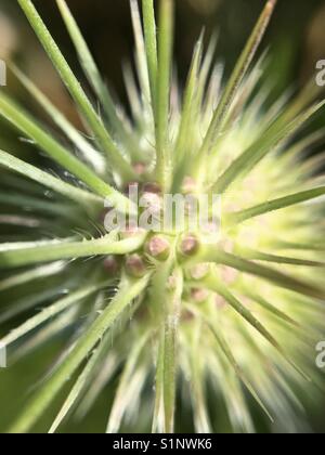close up of pointy sharp grass blades with dark background Stock Photo ...