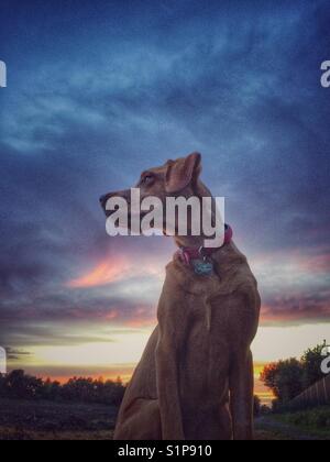 A yellow labrador retriever looking regal and dignified with a ...