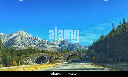 Wildlife bridge / animals overpass / wildlife crossing / ecoduct Stock ...