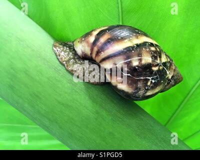 Snail on a tree branch Stock Photo - Alamy