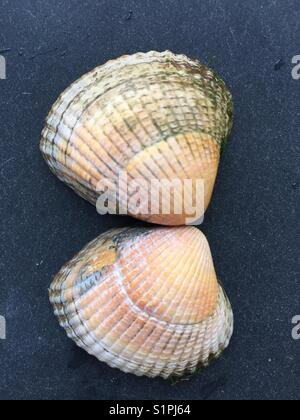 Cockle Sea Shell Stock Photo - Alamy